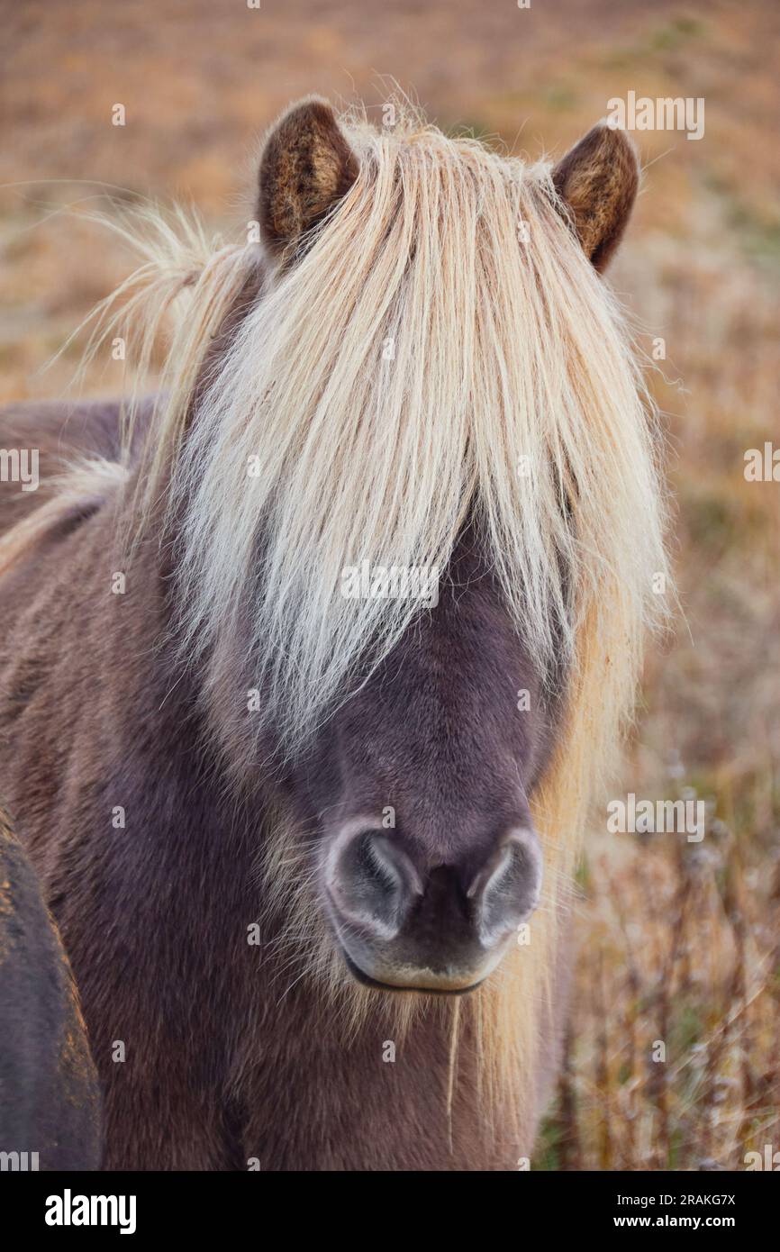 Horse with long mane hi-res stock photography and images - Alamy