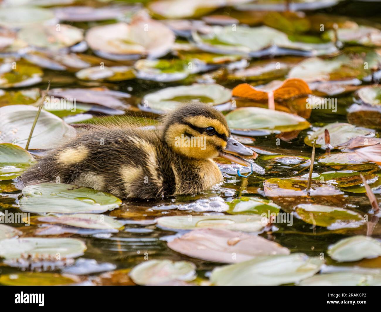 Ducklings in summer hi-res stock photography and images - Alamy