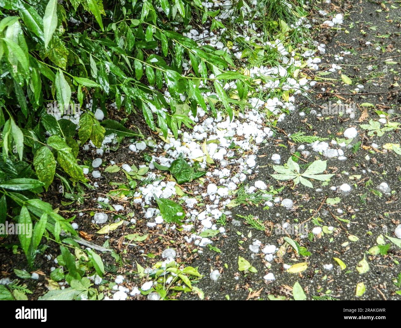 Pieces of hail falling during a storm in Romania Stock Photo - Alamy