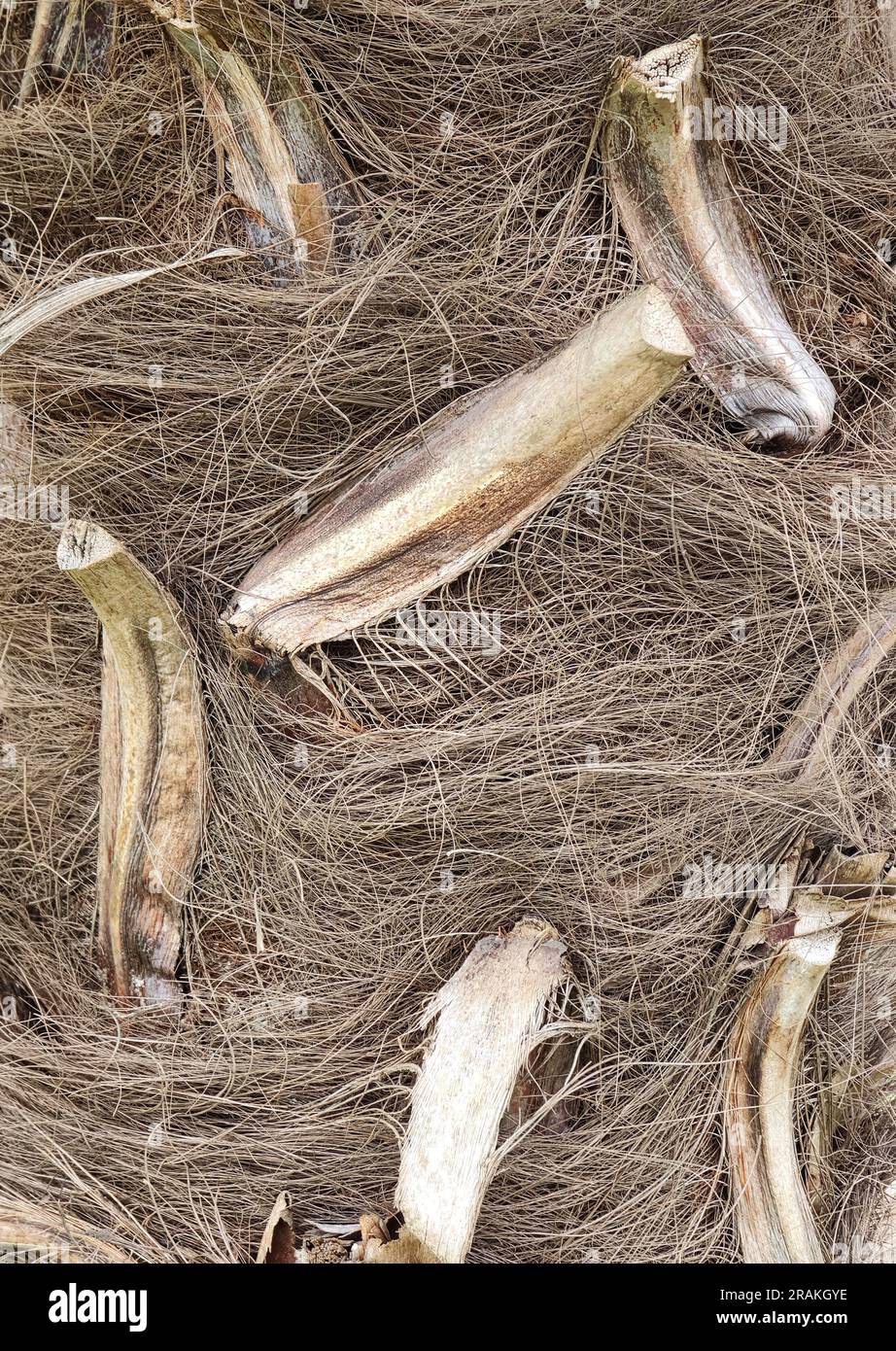 Windmill palm tree leaf sheath brown fiber texture close up view Stock ...