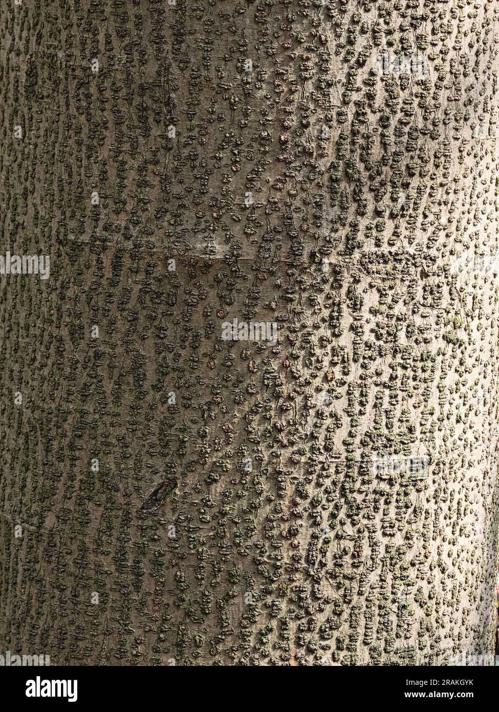 Magnolia tree bark texture trunk detail Stock Photo - Alamy