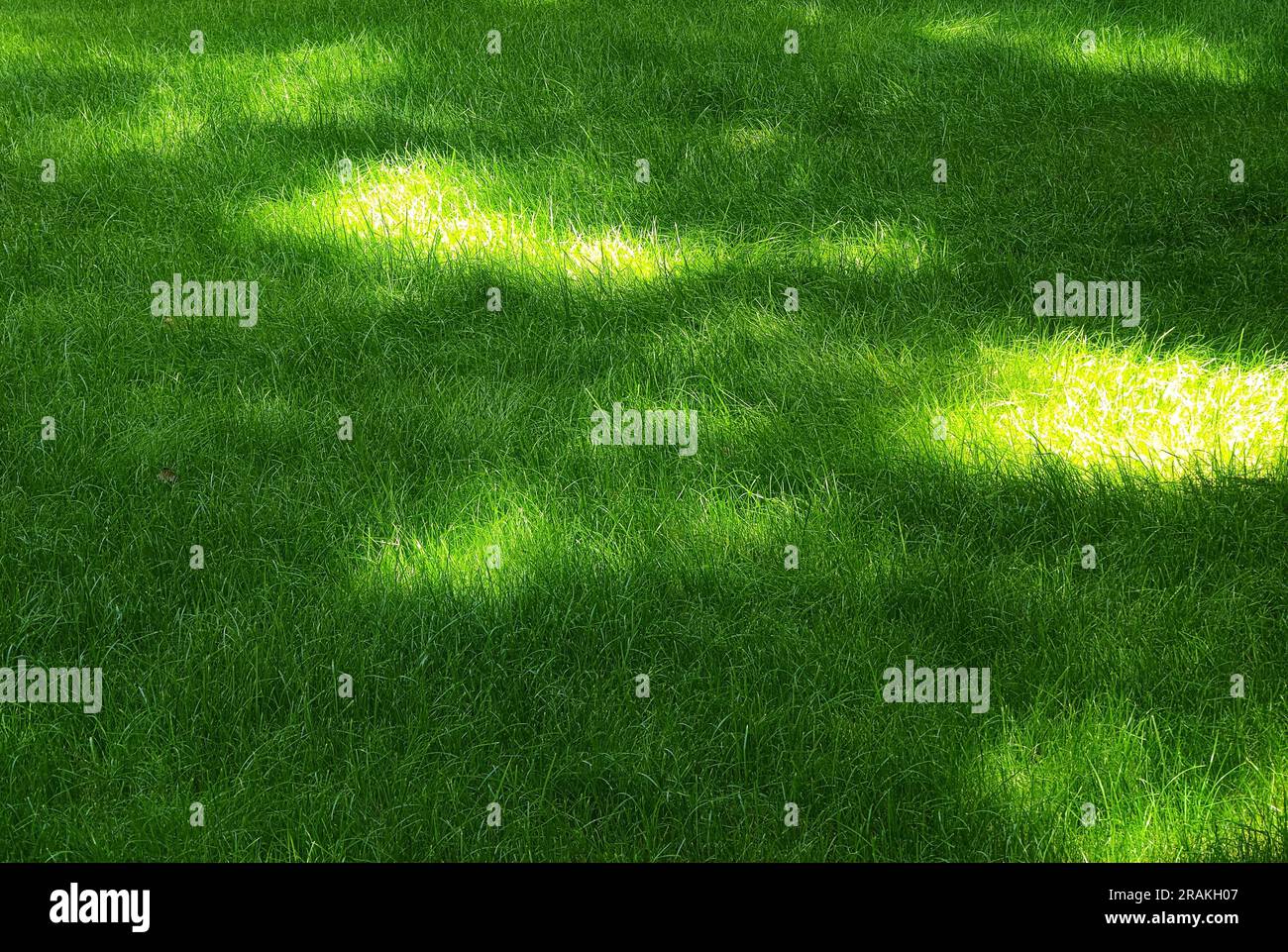 Green grass texture with spots of sunlight and shadow of trees natural ...