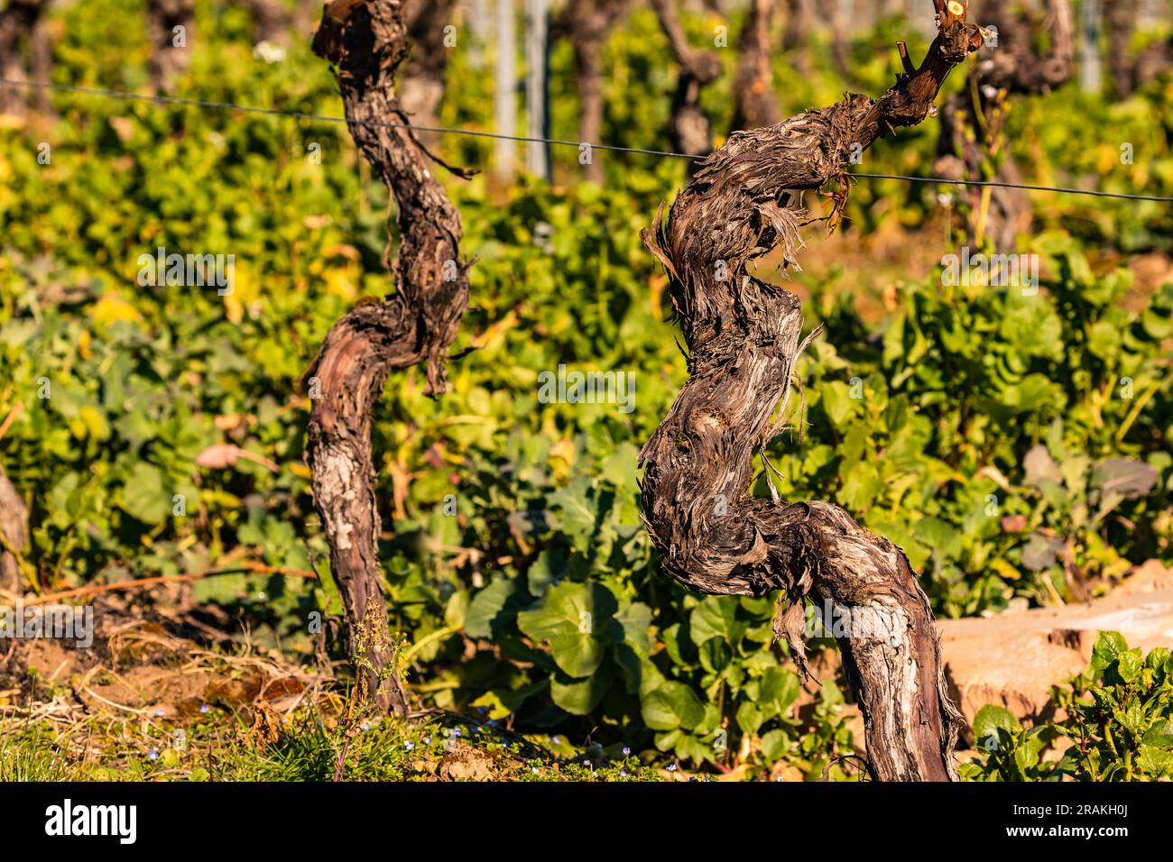 An old gnarled vine in winter, Germany Stock Photo - Alamy