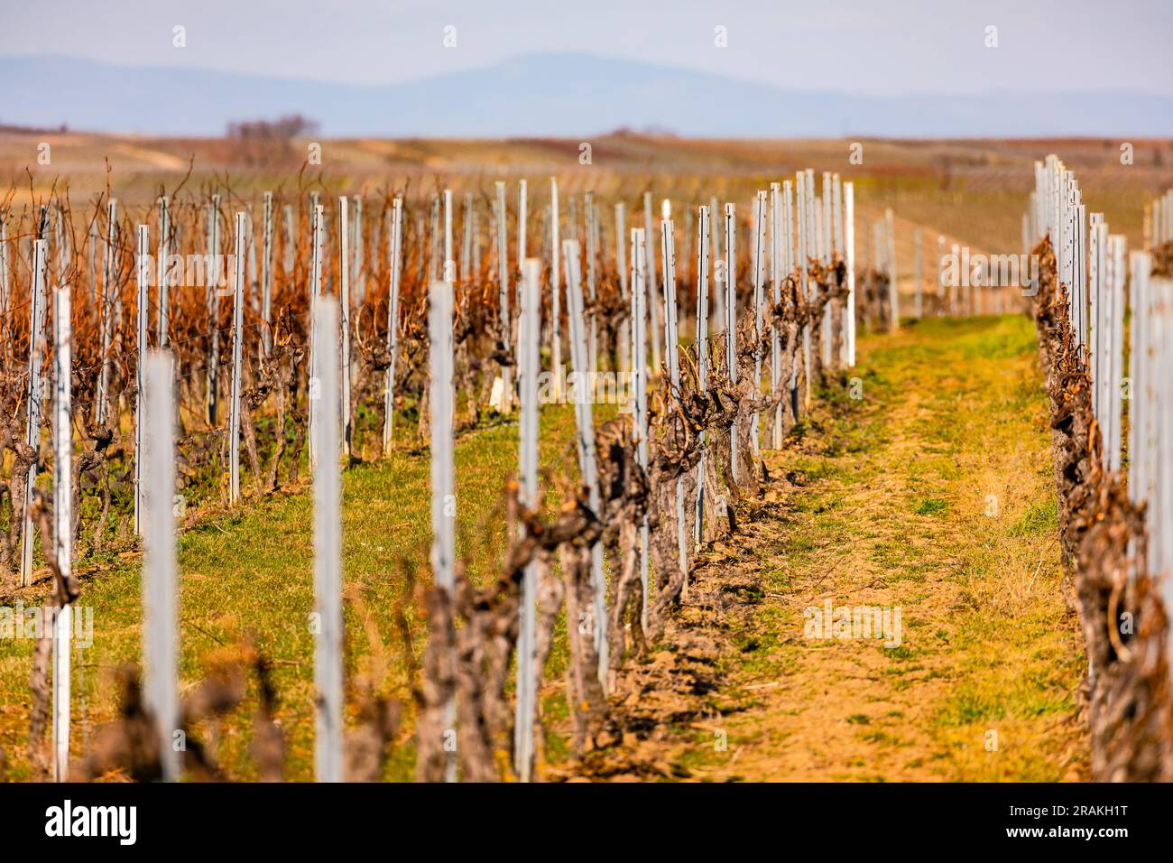 Vines and trellises on a vineyard with many vines form a vanishing ...