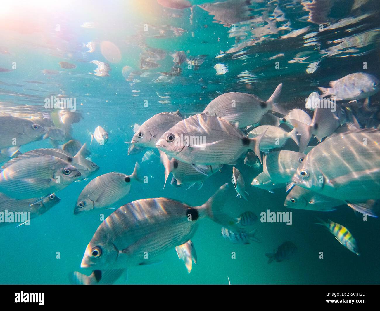 fish in the blue lagoon of Big Island in Angra dos Reis in Rio de ...