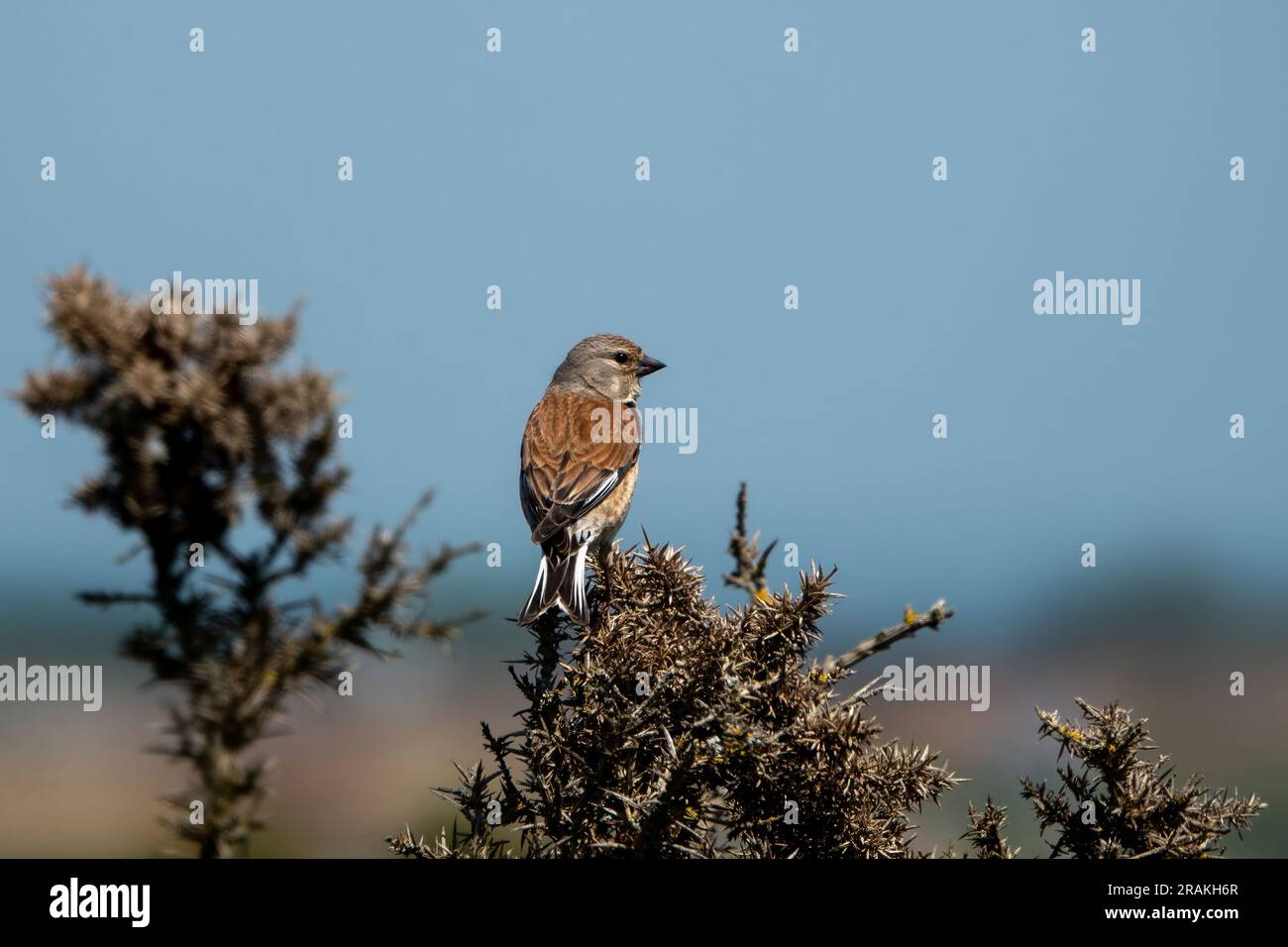 the common linnet a slim bird with a long tail named after their ...