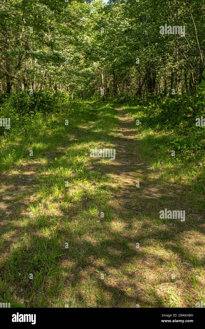 An old dirt road in the Birch Hill Reservation Area Stock Photo - Alamy
