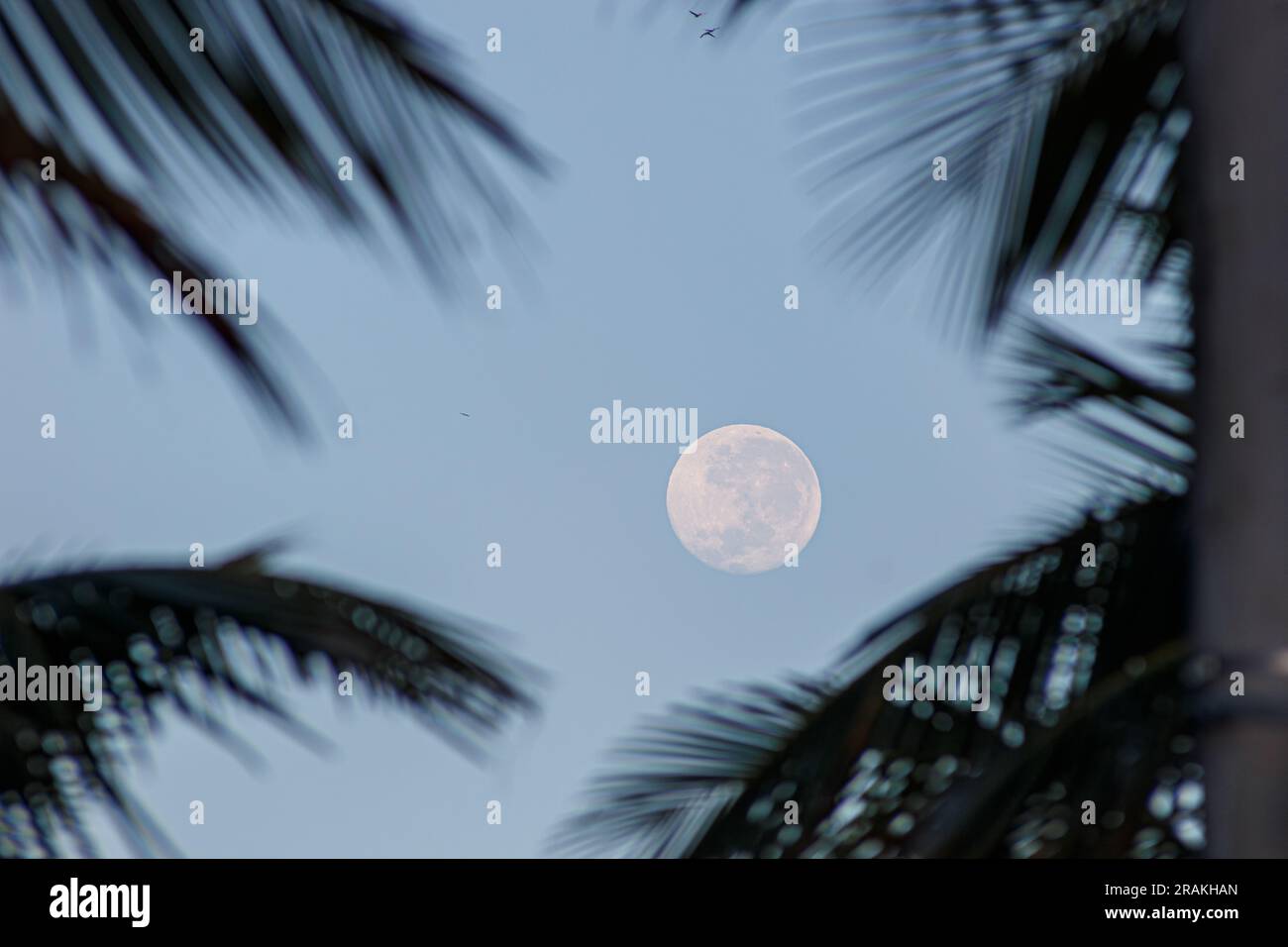 full moon among the palm leaves in the morning in Rio de Janeiro Brazil ...