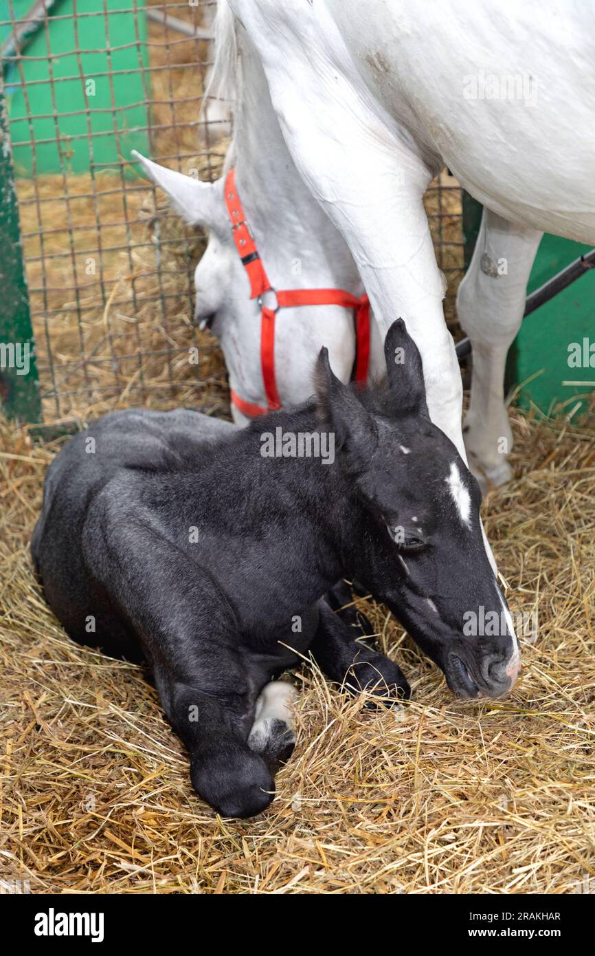 Small Newborn Black Foal Horse With White Dam in Stable Stock Photo - Alamy