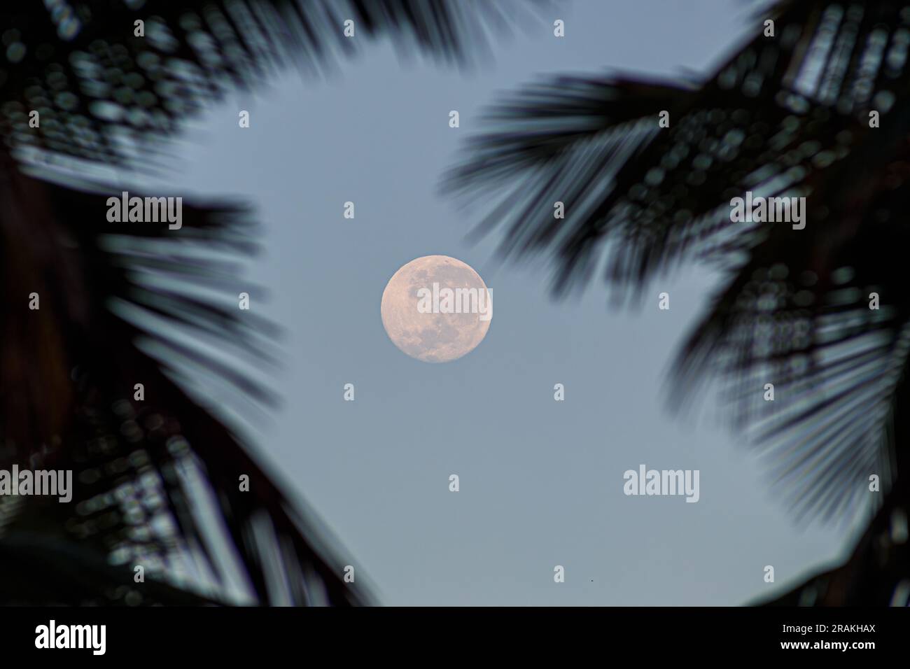 full moon among the palm leaves in the morning in Rio de Janeiro Brazil ...