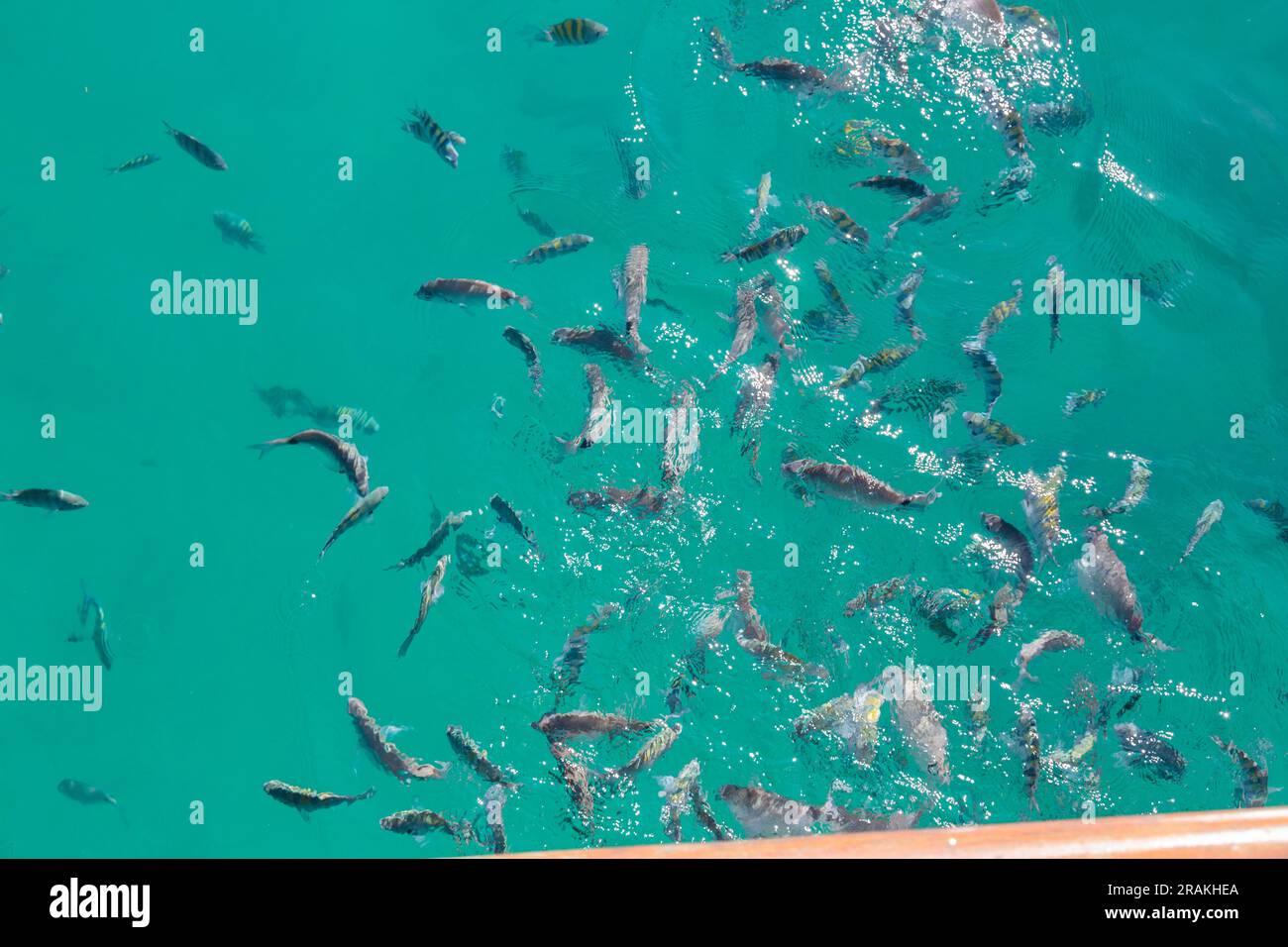 fish in the blue lagoon of Big Island in Angra dos Reis in Rio de ...