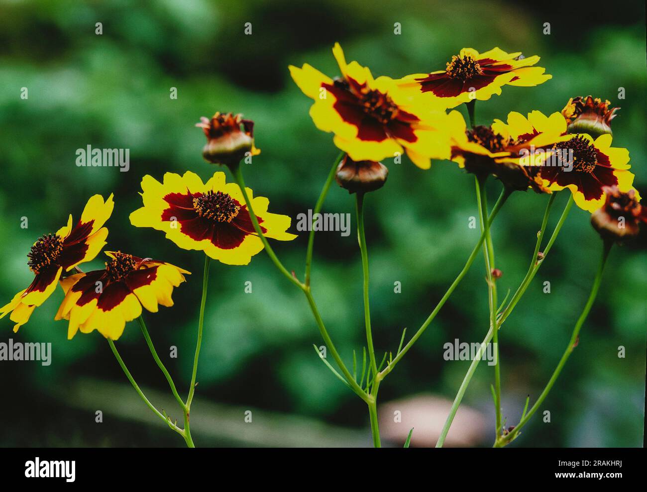 Coreopsis wildflowers hi-res stock photography and images - Alamy