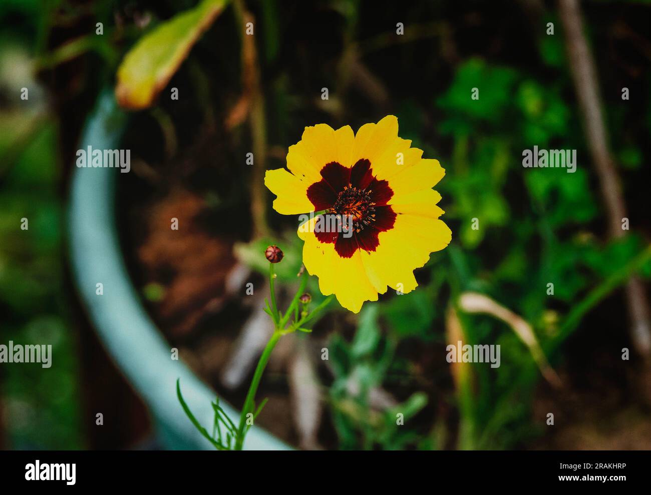 Coreopsis wildflowers hi-res stock photography and images - Alamy