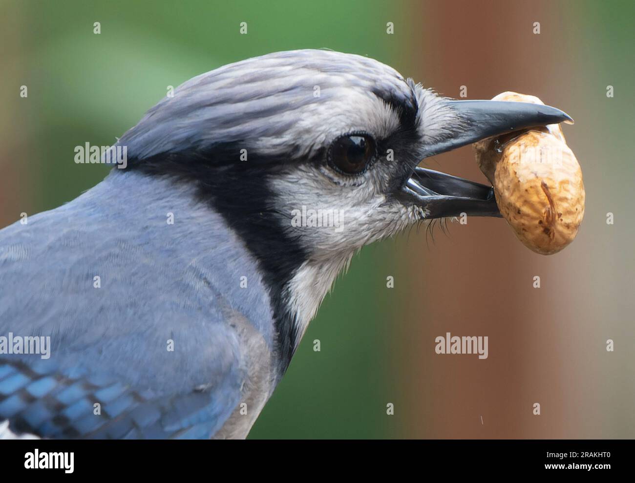 Bluejay eating a peanut hi-res stock photography and images - Alamy