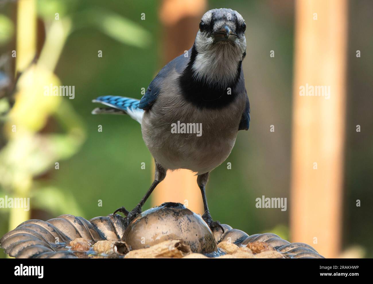 Bluejay eating a peanut hi-res stock photography and images - Alamy
