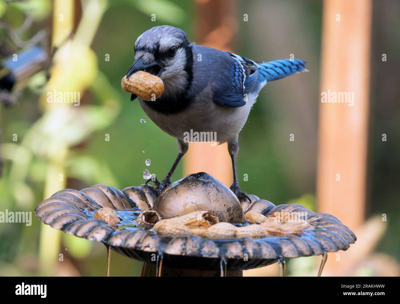 Bluejay eating a peanut hi-res stock photography and images - Alamy