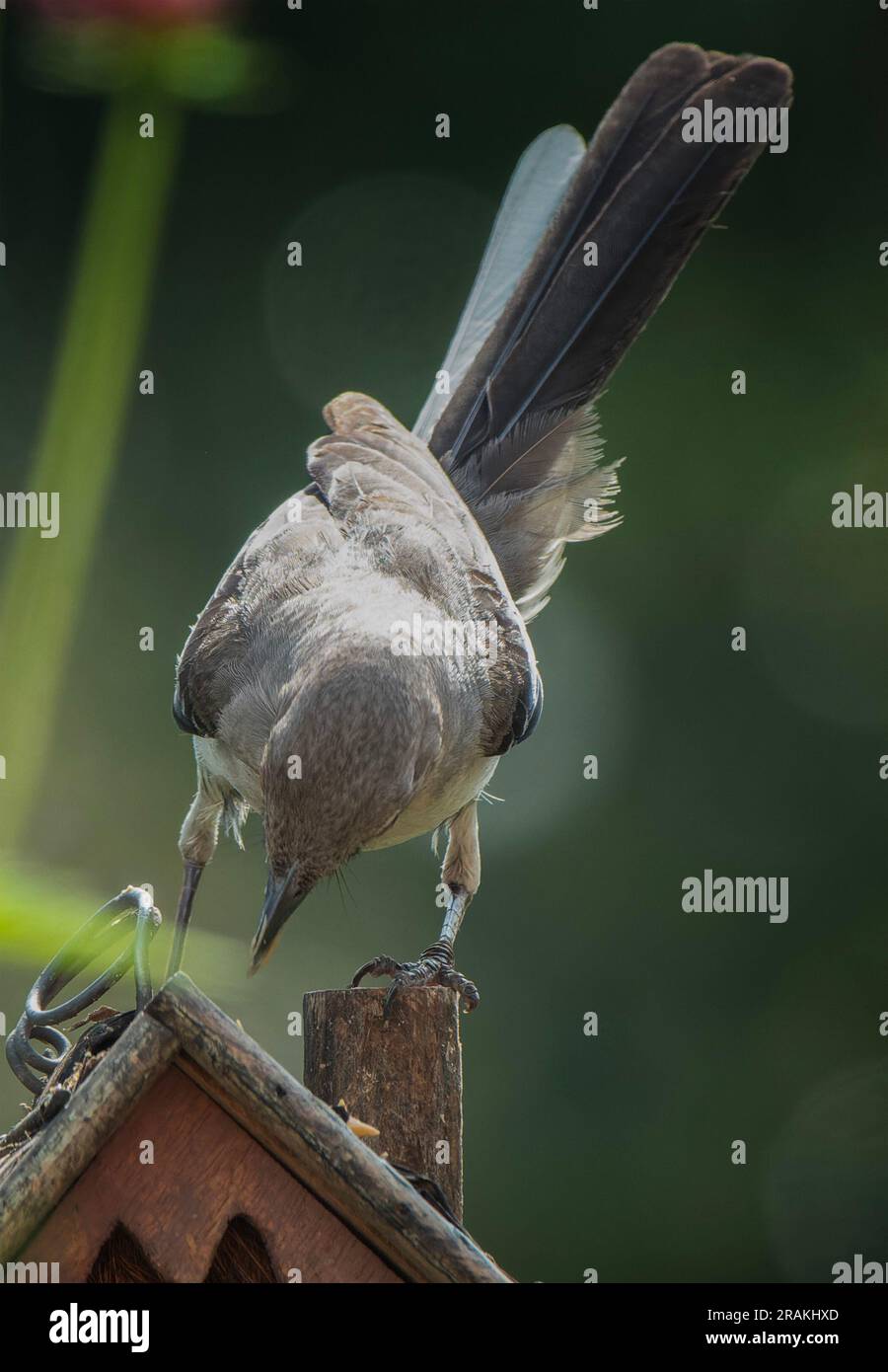 Mockingbird house hi-res stock photography and images - Alamy