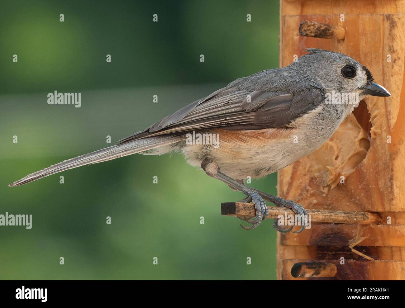 Titmouse with peanut hi-res stock photography and images - Alamy