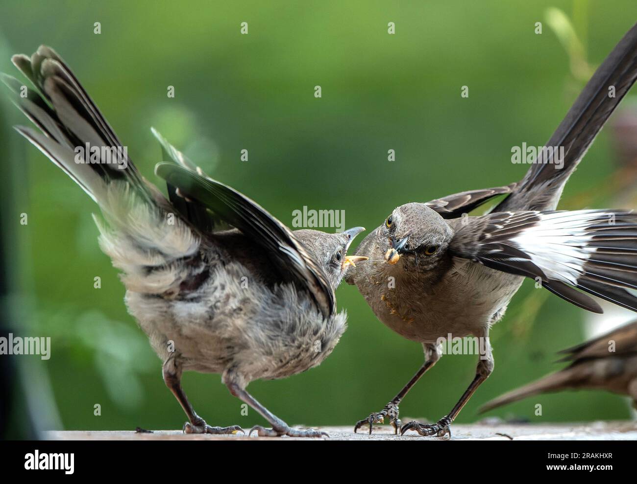 Family mockingbirds hi-res stock photography and images - Alamy