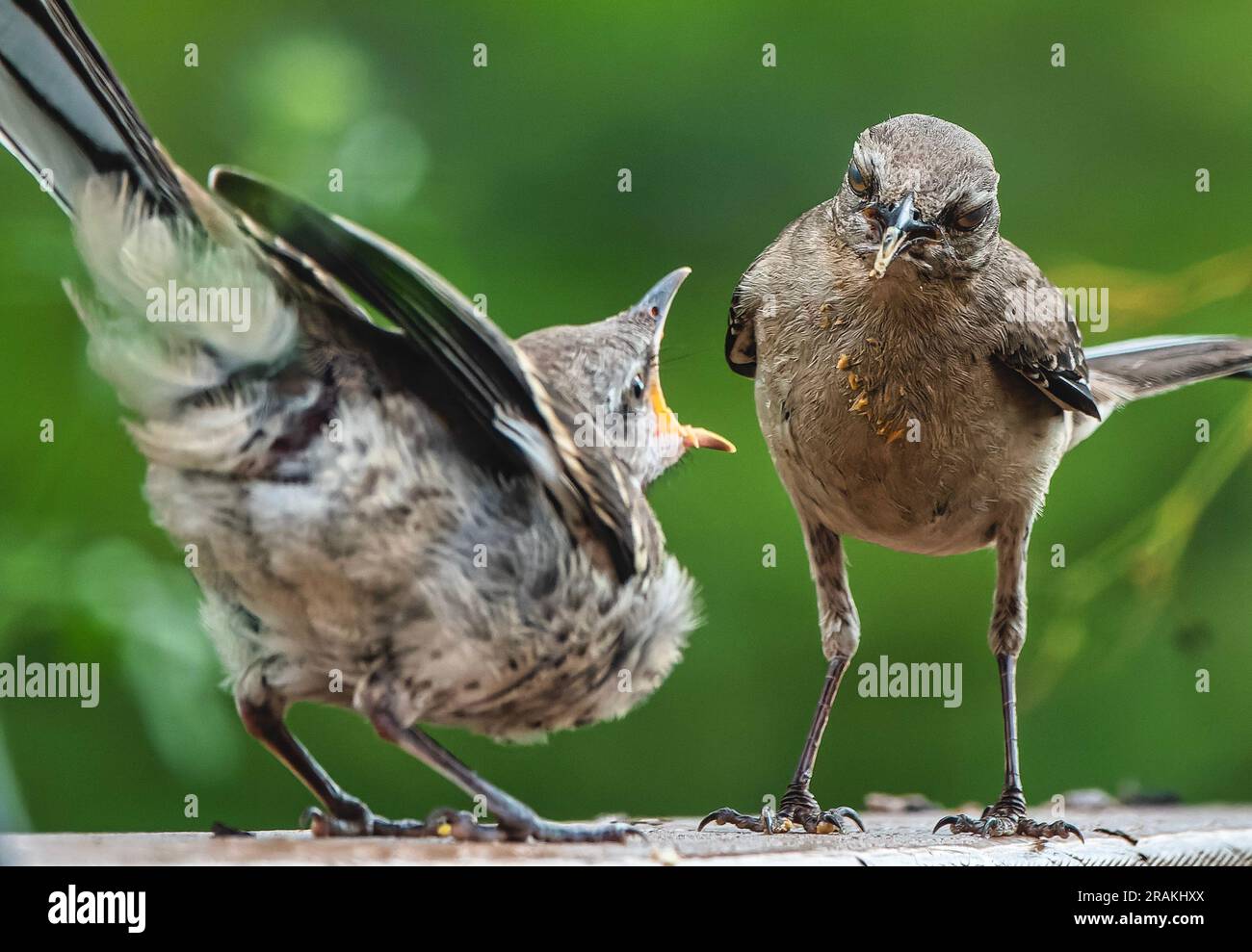 Northern Mockingbirds at feeding time Stock Photo - Alamy