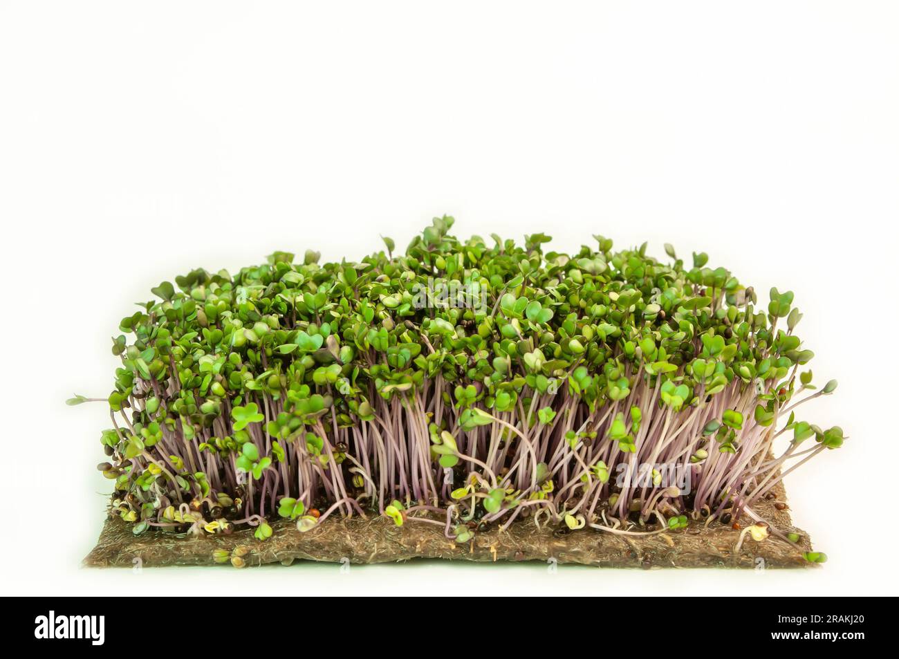 Microgreens sprouts on white background. Concept of growing healthy ...