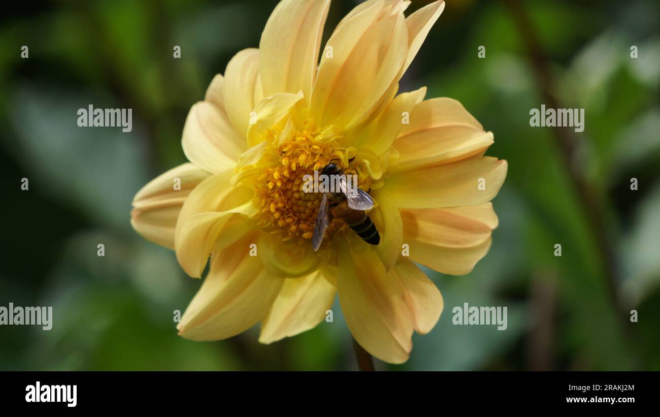 As it gently touches the flower's nectar-laden stigma, the bee's tiny ...