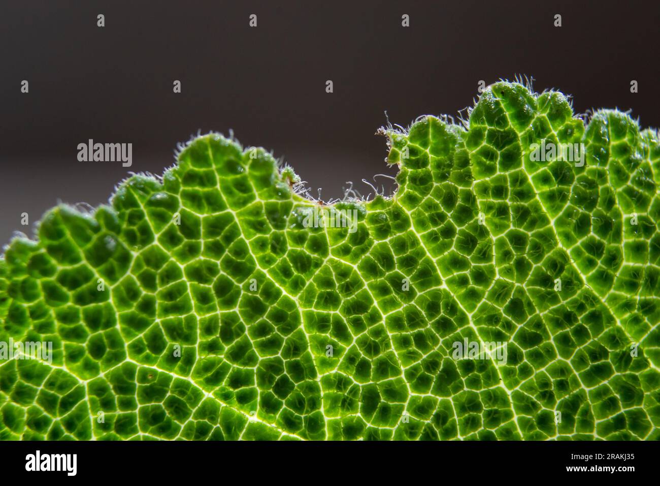 backlit macro photography of a green leaf. Natural background Stock ...