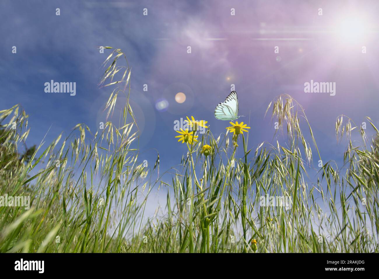 summer meadow with wildflowers, sun rays and butterflies. Summer ...