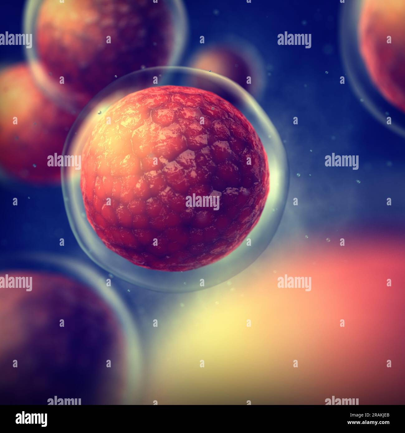 Embryonic stem cells. Repairing damaged cells by reducing inflammation ...