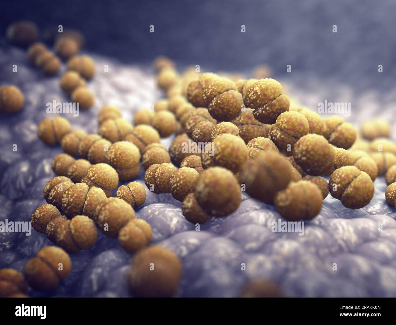 Meningitis bacteria, Neisseria meningitidis. Meningococcal meningitis ...