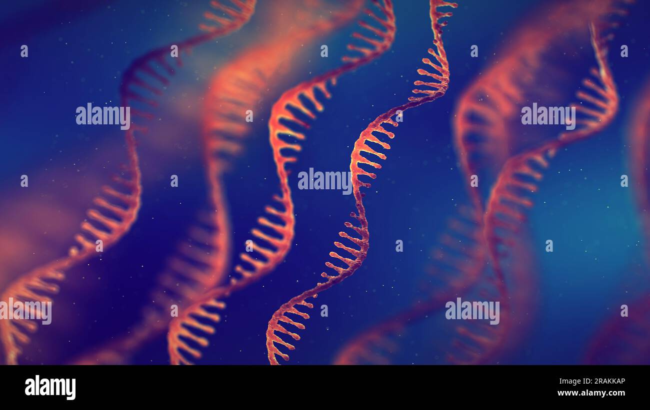 Single strand ribonucleic acid (RNA) molecules. RNA plays an important ...