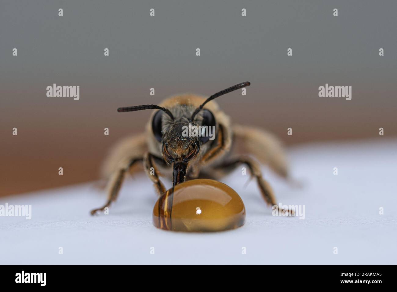 Detailed front view natural hi-res stock photography and images - Alamy