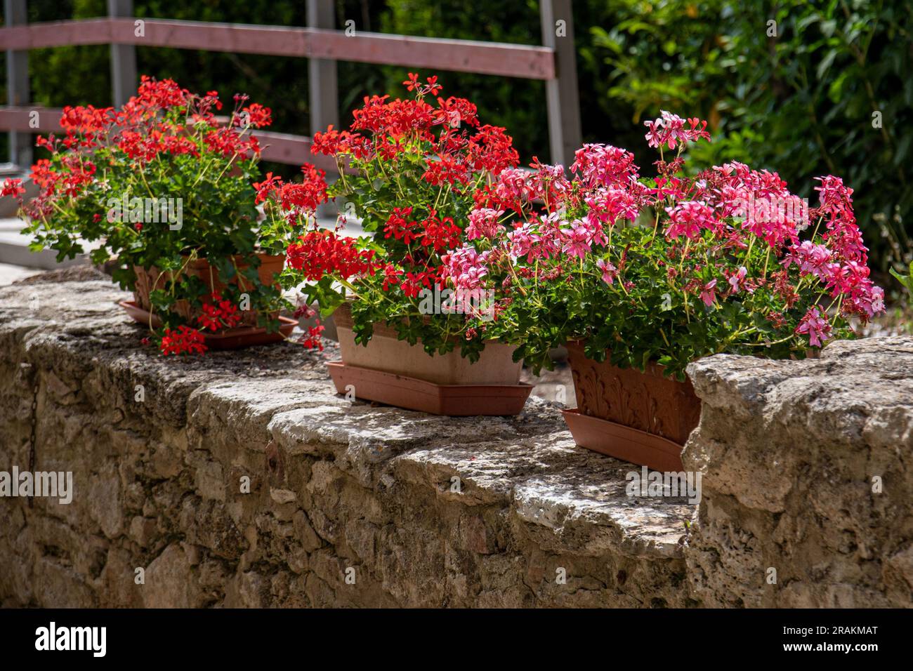 Pots with Parisian geraniums lined up on the low wall Stock Photo - Alamy