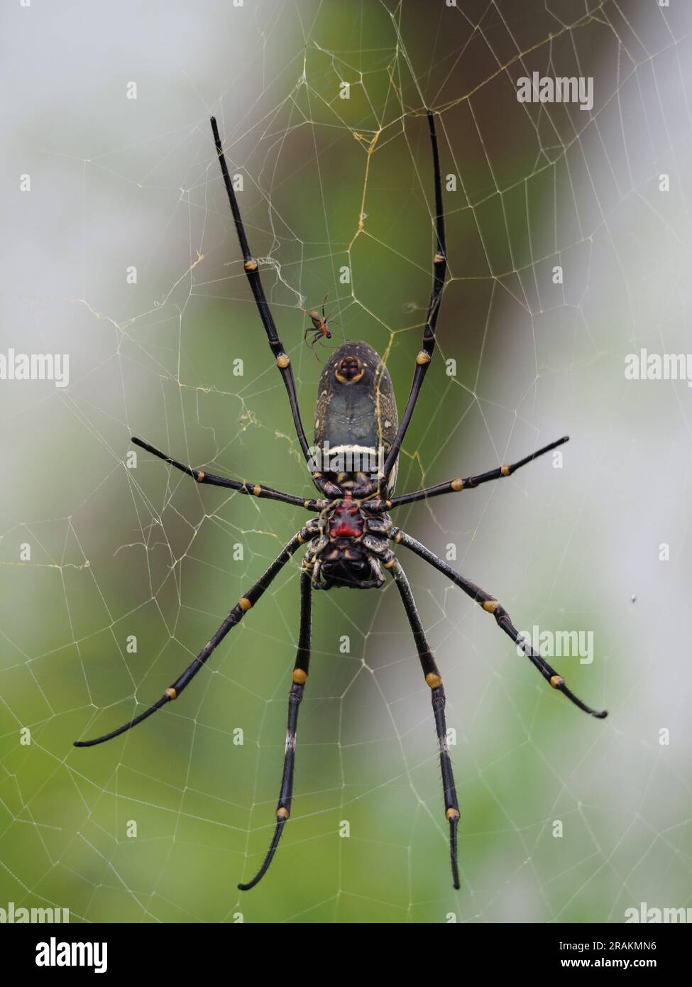 Spider mangrove hi-res stock photography and images - Alamy