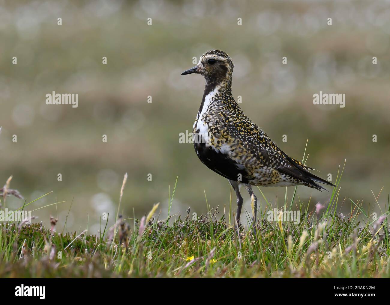 Plover golden (Pluvialis apricaria), adult standing in moorland habitat ...
