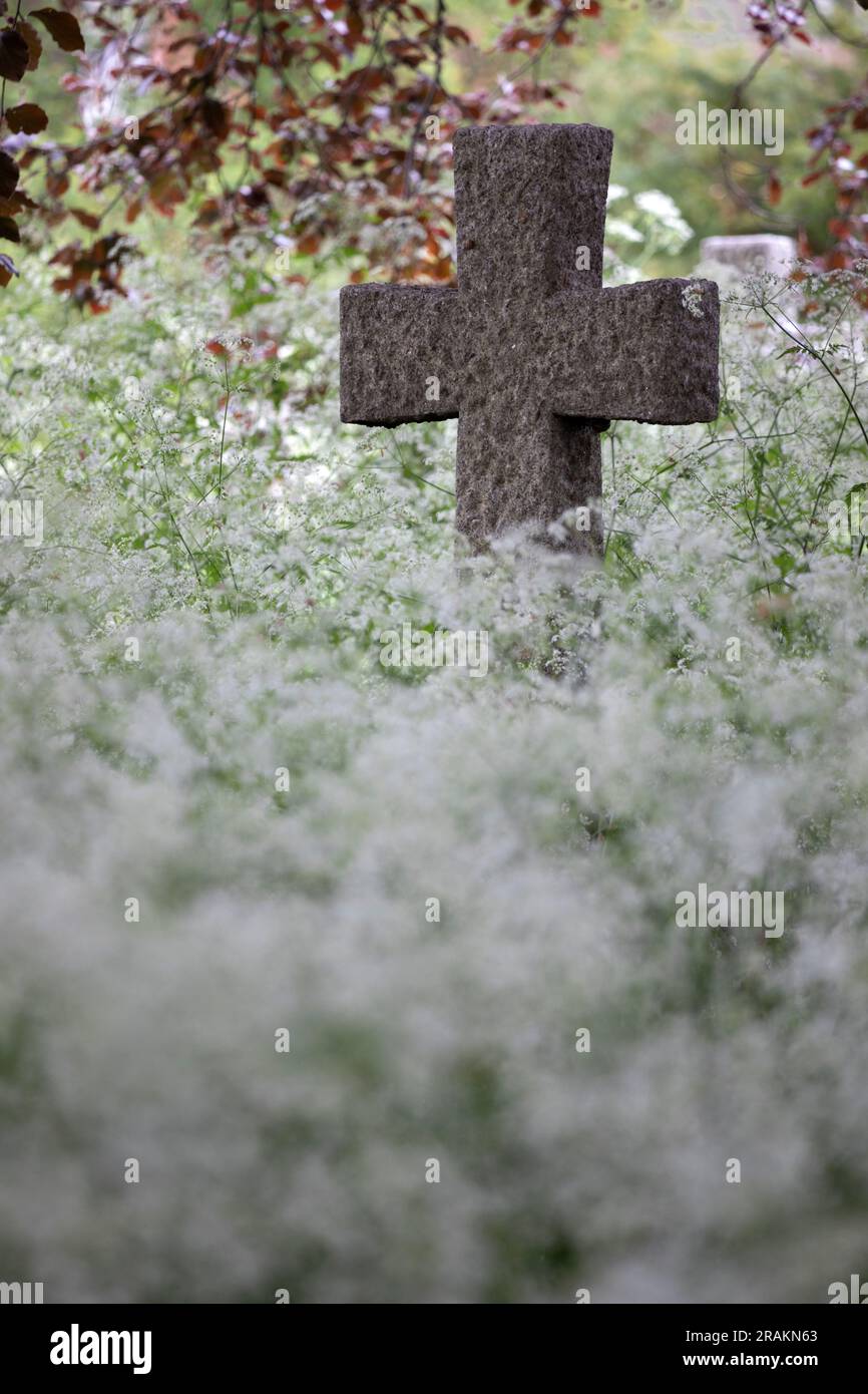 Stone cross standing in a mass of cow parsley in Goring chuchyard ...