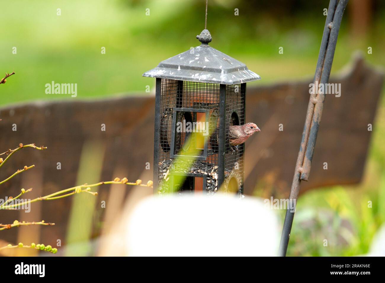 A view of a house finch bird eating seeds inside a rustic iron bird ...