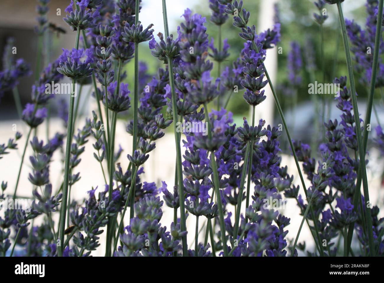 Lavander oil hi-res stock photography and images - Alamy