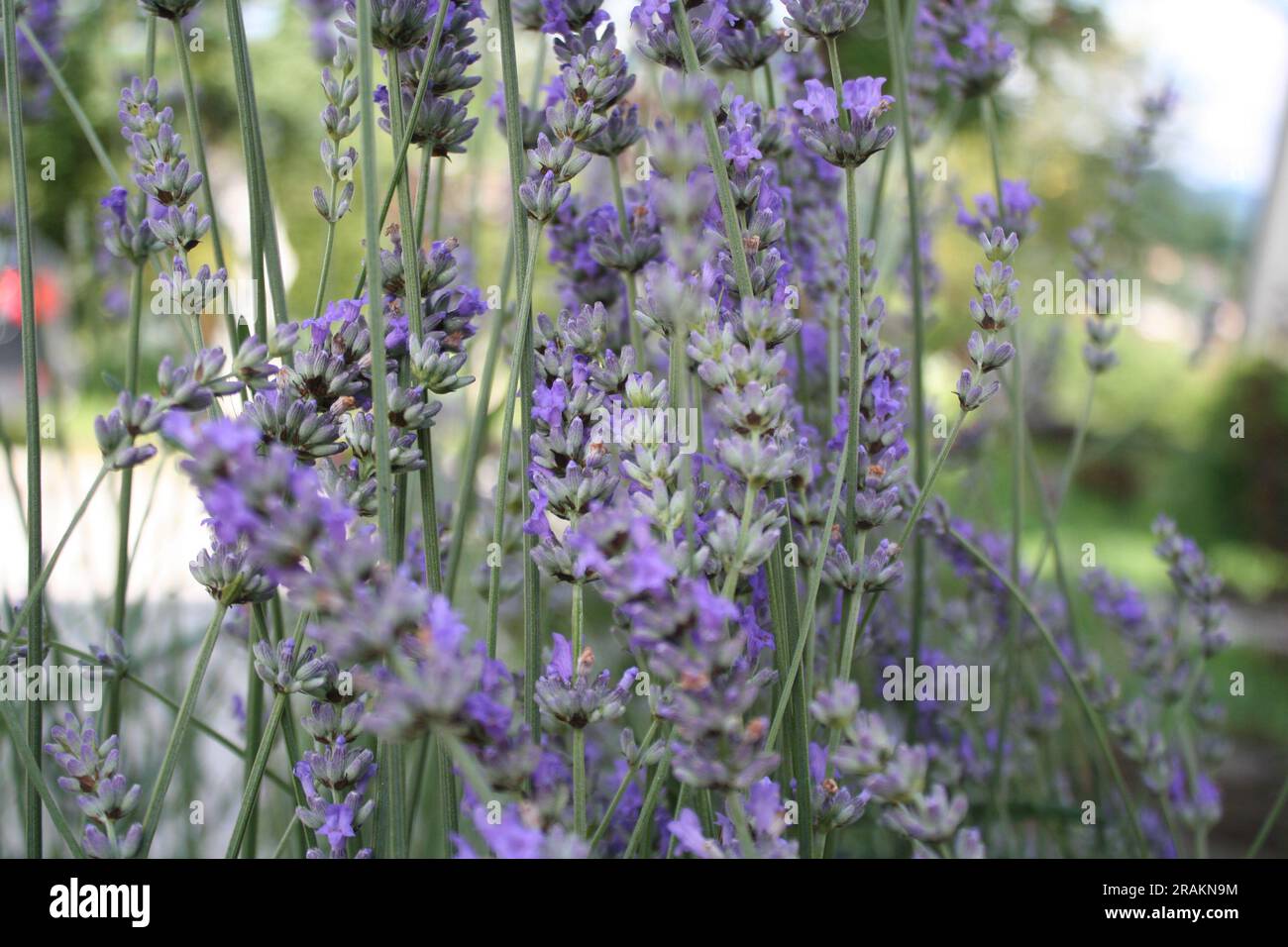 Lavander oil hi-res stock photography and images - Alamy