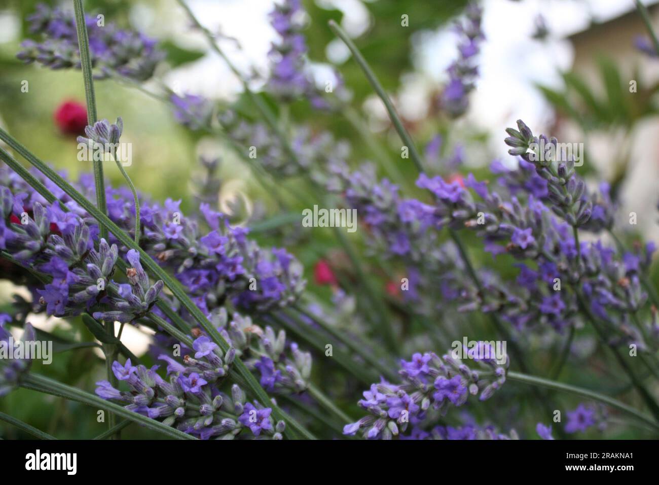 Lavaner field hi-res stock photography and images - Alamy