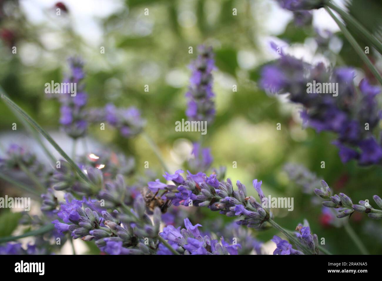 Lavander etherc oil hi-res stock photography and images - Alamy