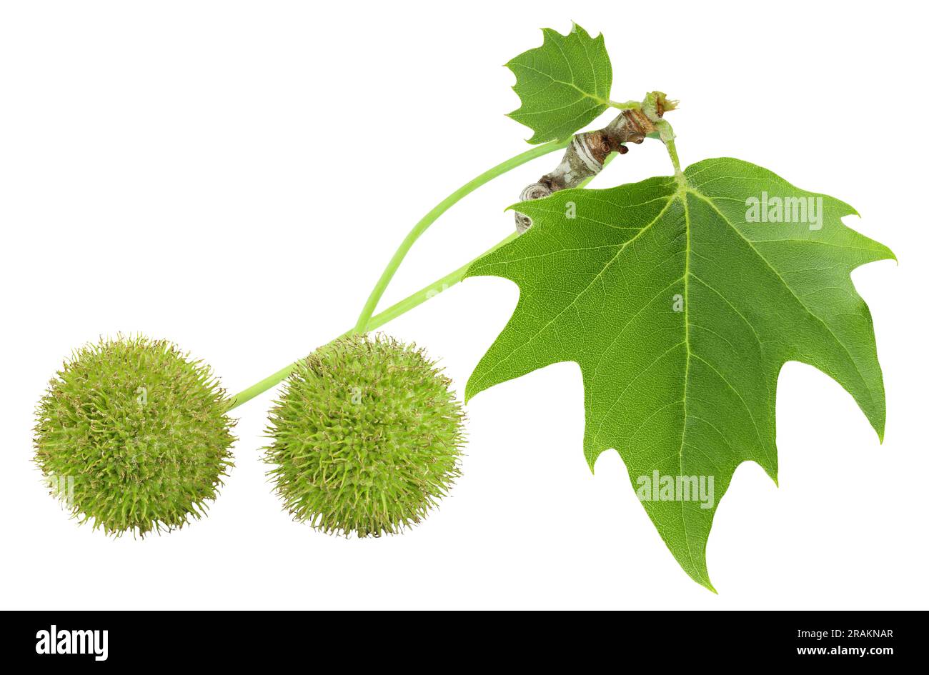 branch of sycamore plane tree isolated on white bacground. Top view ...
