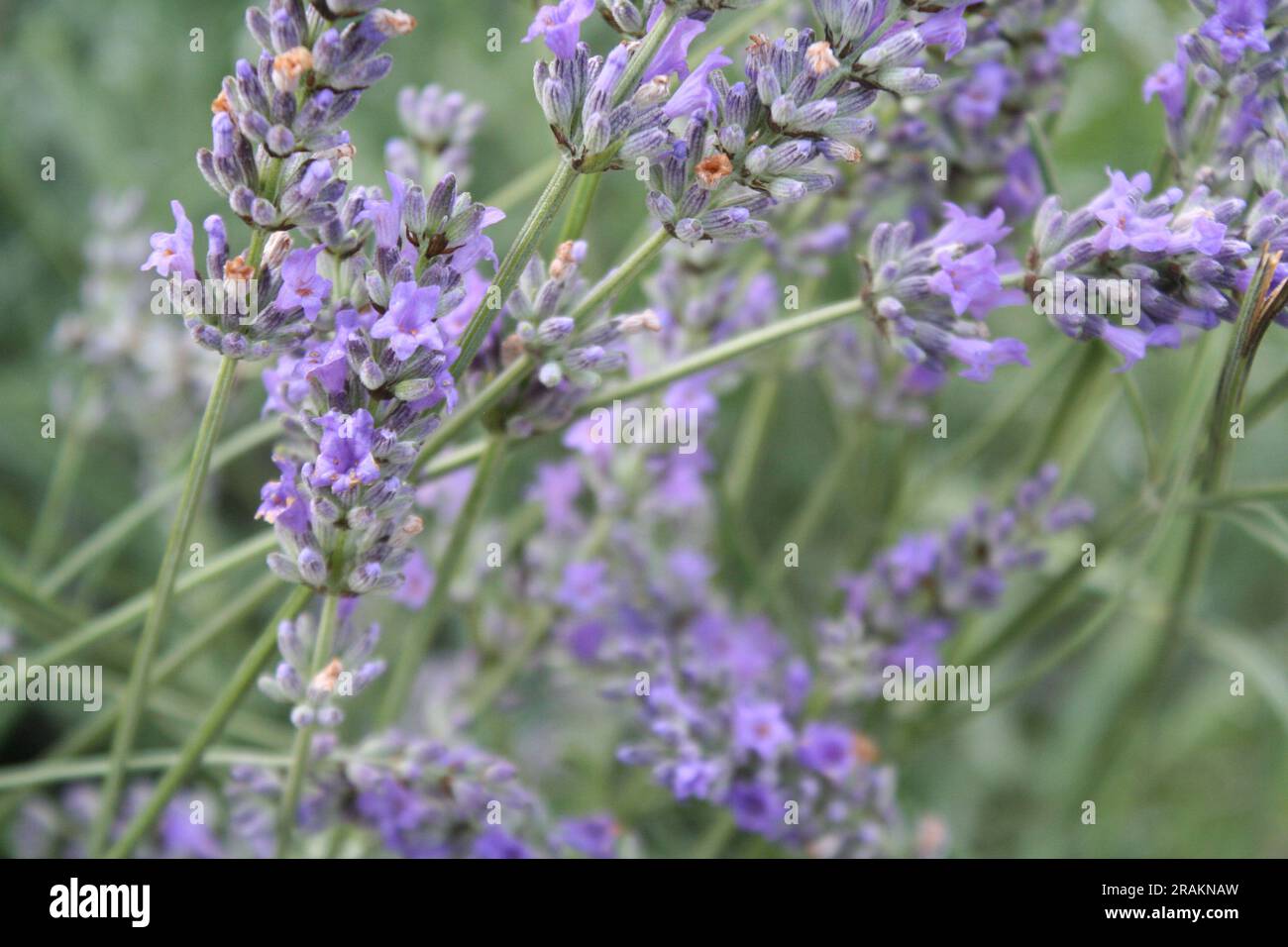 Lavaner field hi-res stock photography and images - Alamy