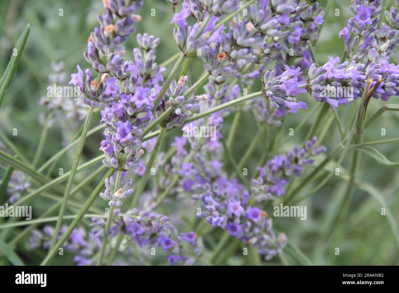 Lavander etherc oil hi-res stock photography and images - Alamy