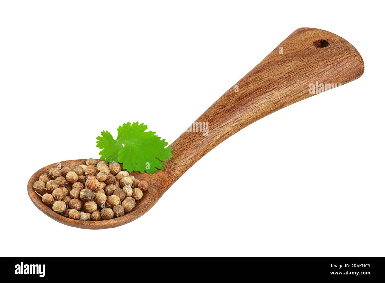 Dried coriander seeds in the wooden spoon with fresh green leaf isolated on white background ...