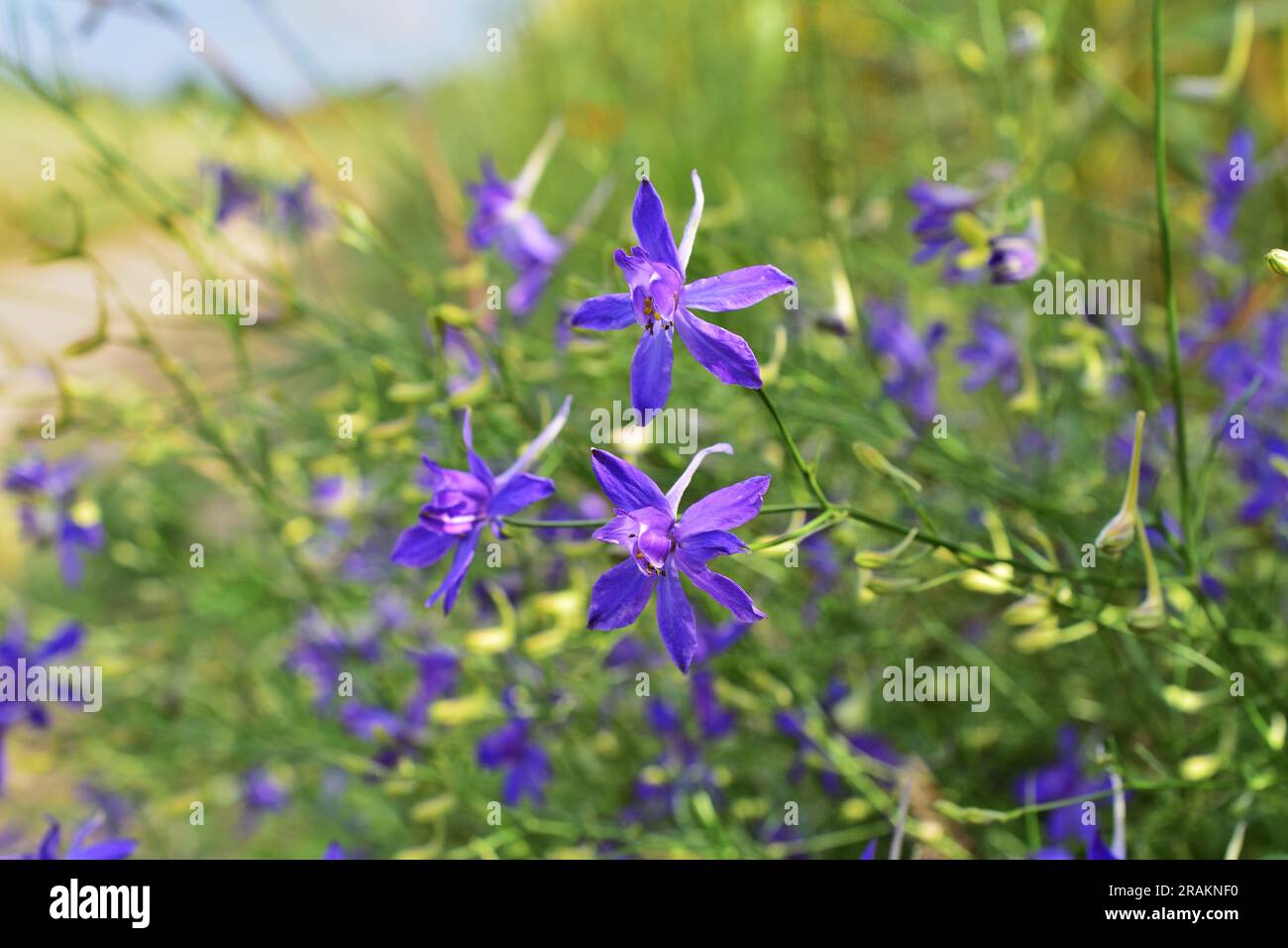 Consolida regalis, known as forking larkspur, rocket-larkspur, and ...