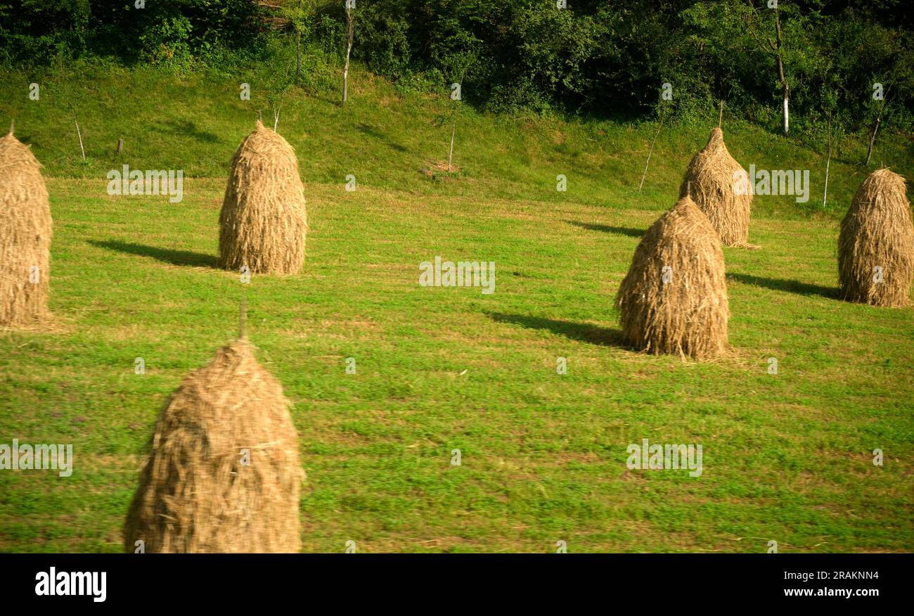 Piles of hay in a farmland in Romania Stock Photo - Alamy