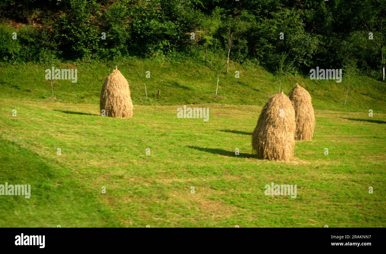 Piles of hay in a farmland in Romania Stock Photo - Alamy