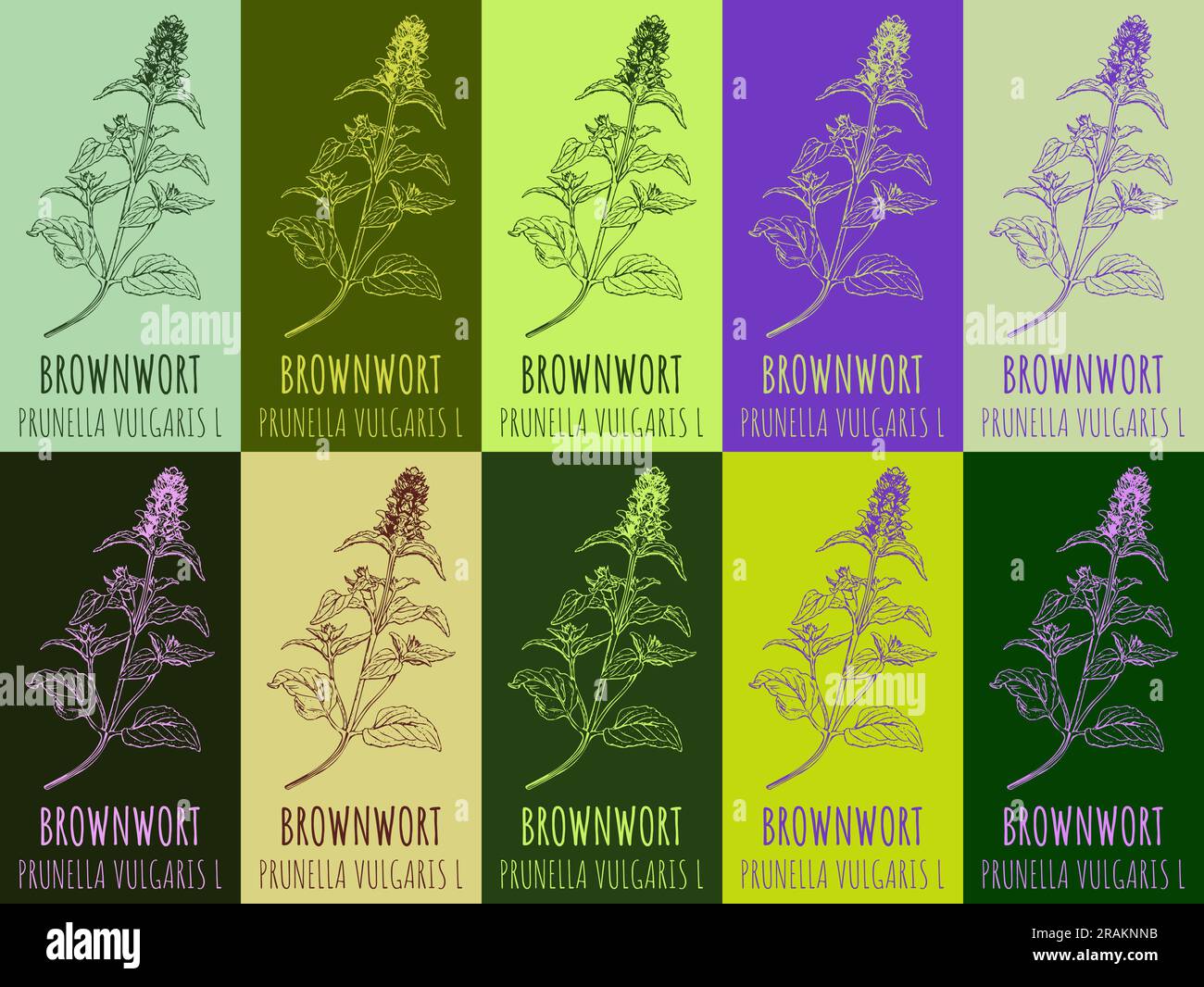 Set of drawing of BROWNWORT in various colors. Hand drawn illustration ...