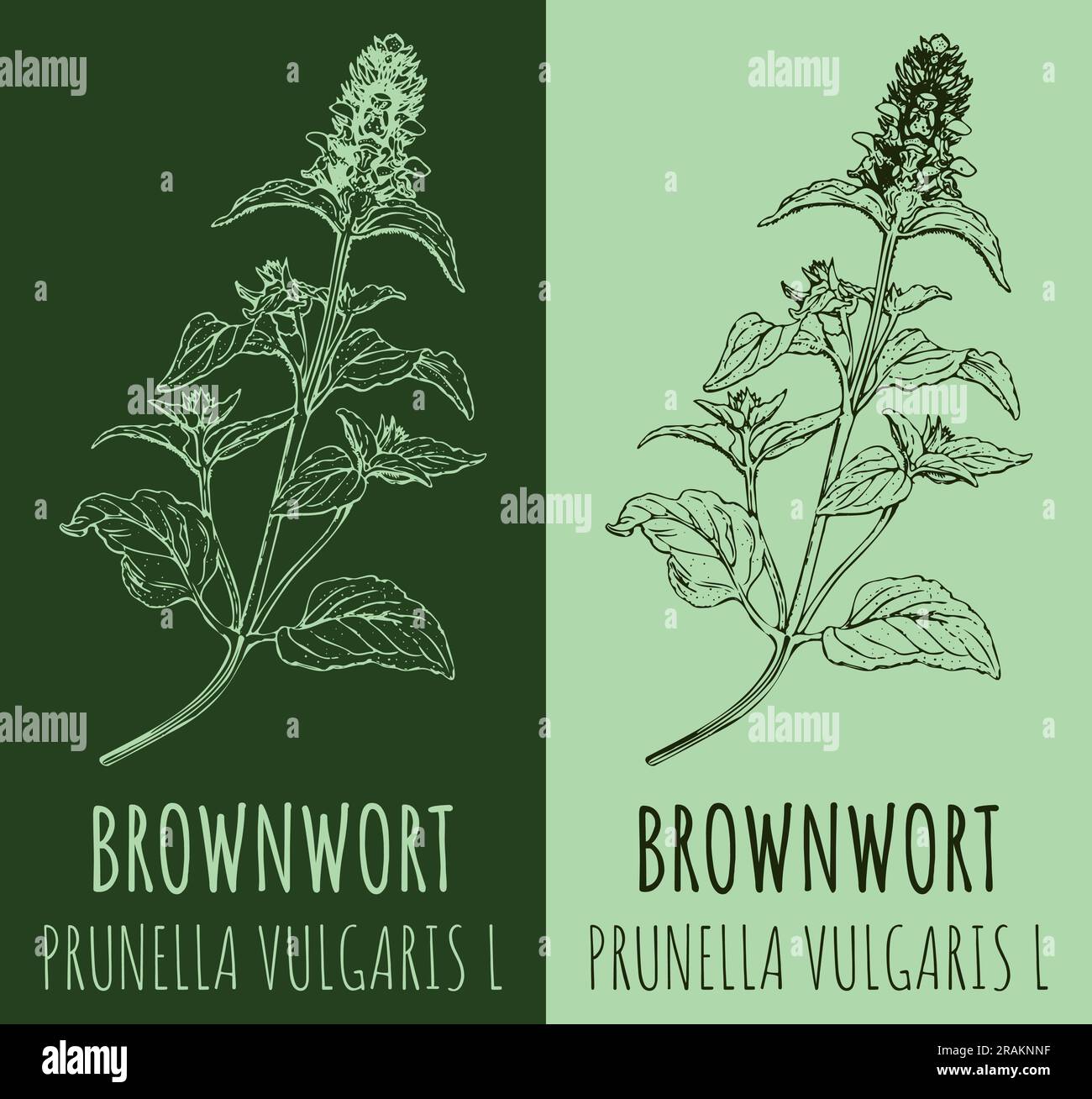 Drawings BROWNWORT. Hand drawn illustration. Latin name PRUNELLA ...